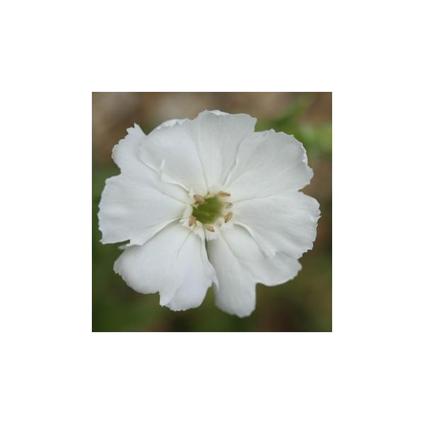 白花マツモトセンノウは、大きな白い花を咲かせ、夏のガーデンを彩ります。九州（阿蘇）に自生する松本センノウの白花。別名・ツクシマツモト