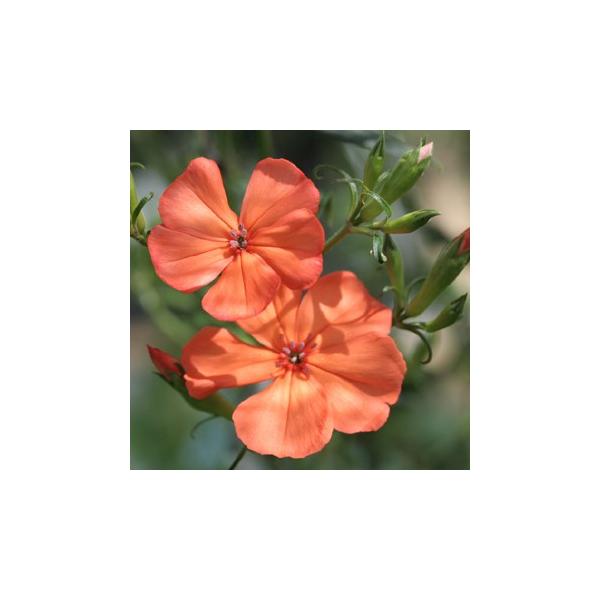 フシグロセンノウの名前の由来は、茎のフシが黒くなることからつけられました。花弁が丸く、やさしい印象のセンノウです。本州〜九州の山地の林下に自生します。花壇、切花、茶花などにおすすめです。