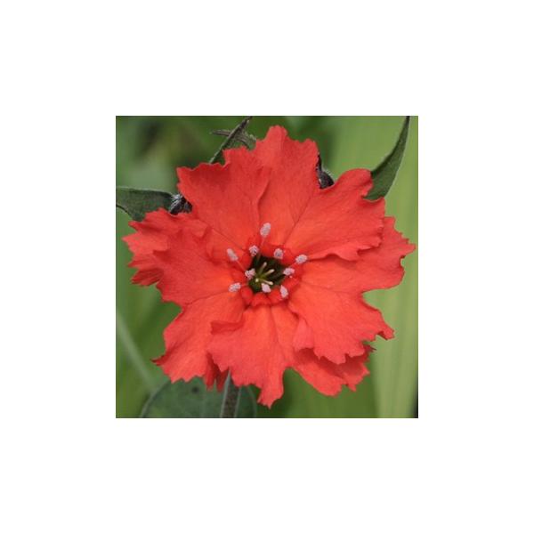 マツモトセンノウは、大きな花びらに鮮やかな朱色が夏のガーデンを華やかにします。九州（阿蘇）に自生します。別名・ツクシマツモト花壇や切花、茶花に適しています。※画像の3,4枚目は開花時のお届けイメージ写真です。