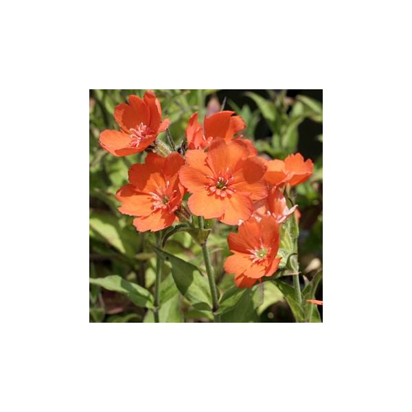 「岩菲仙翁（ガンピセンノウ）」は、中国原産で、観賞用として古い時代に日本に導入された花です。お茶花に最適です。