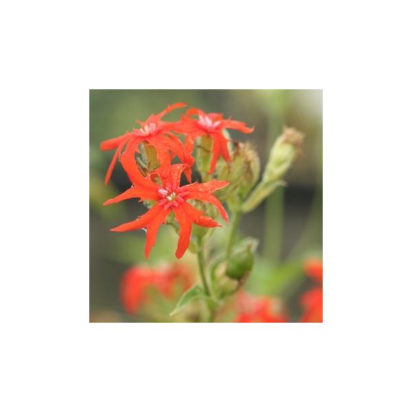 鮮明な朱色のセンノウで、エンビセンノウよりも花は大きく、花弁の端が丸みを帯びます。