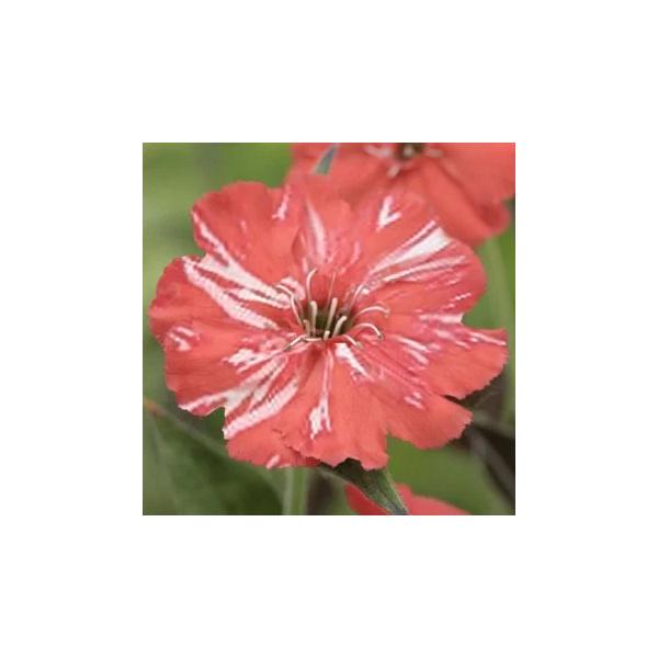 マツモトセンノウは、大きな花びらに鮮やかな朱色が夏のガーデンを華やかにします。こちらは赤花絞り咲きタイプです。※絞りの入り方には個体差があります。学名 Lychnis sieboldii分類 ナデシコ科センノウ属開花期　6〜8月高さ 40〜...