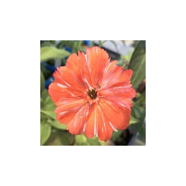 マツモトセンノウは、大きな花びらに鮮やかな朱色が夏のガーデンを華やかにします。こちらは橙色の絞り咲きタイプです。※絞りの入り方には個体差があります。学名 Lychnis sieboldii分類 ナデシコ科センノウ属開花期　6〜8月高さ 40...