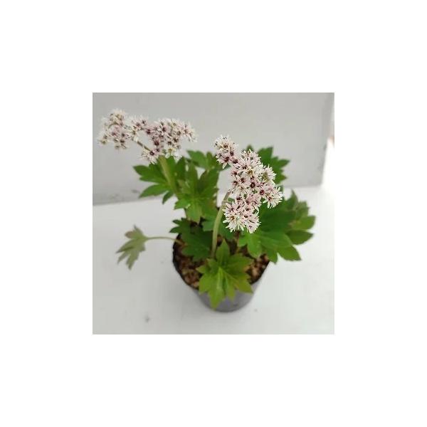 「丹頂草（たんちょうそう）」は春先に花茎をすっと伸ばし小さな白い花をたくさん咲かせます。葉は大きく、モミジのように切れ込んだ形で、別名の「イワヤツデ」は、その葉の形が「ヤツデ」に似ていることからつけられました。学名 -分類 ユキノシタ科イワ...