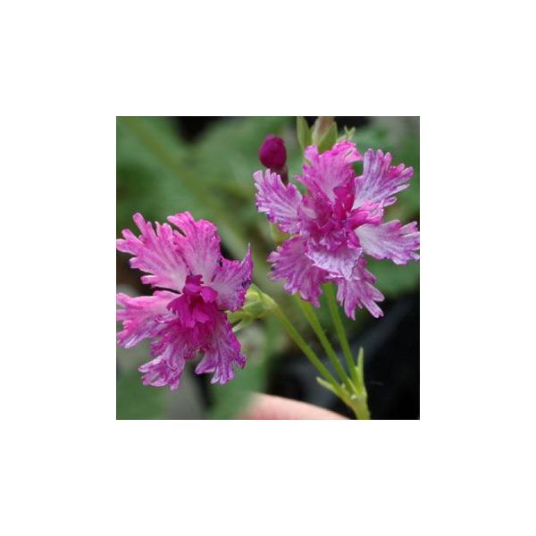 サクラソウの八重咲き品種は近年様々な品種が作出され、華やかな姿が人気を呼んでいます。「九重紅」は、深かがり弁で花弁の裏側は濃桃色、表は底白・かすり模様の品種です。※八重咲き品種は、株に力がついてくると花弁数が増え、良く咲きますが、株の小さい...