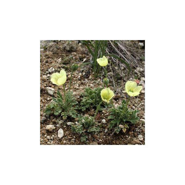 リシリヒナゲシは利尻島特産で、高山の岩場に生えます。初夏に黄色い花を咲かせます。紙細工のように薄い花びらが可憐でかわいらしい。種がつき良く増えます。お届けする苗は、当園で昔リシリヒナゲシとして入手したものを、長年に渡り実生にて継続栽培してき...