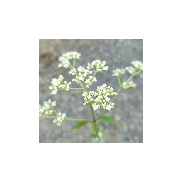 「男郎花（おとこえし）」の和名の由来は、オミナエシと対比させてつけられたもので、茎や葉はオミナエシより太く大きい。夏から秋にかけて、白色の小花をたくさん咲かせます。学名 Patrinia villosa分類 オミナエシ科オミナエシ属開花期　...