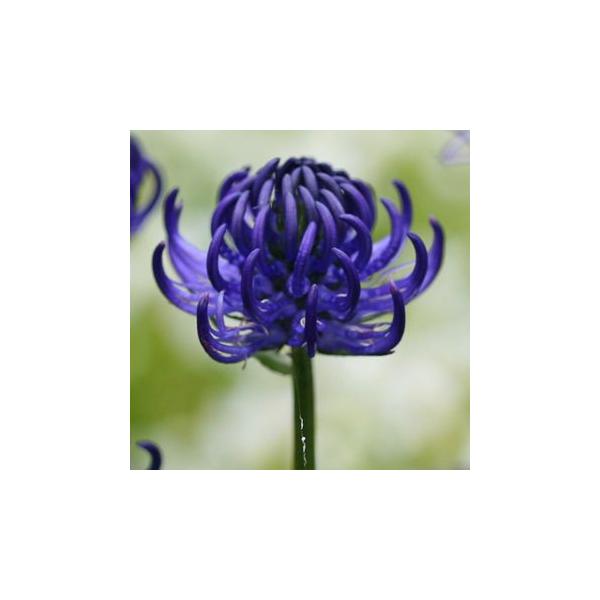 クロバナタマシャジンは、一般のタマシャジンよりも色が濃く、つぼみの頃は深みのある濃紺で花が開くと青紫色になります。花は大きく、茎がしっかりしているので鉢植え、庭植えどちらにも向きます。ヨーロッパアルプス原産。学名・フィテウマ・オルビクラレ。...