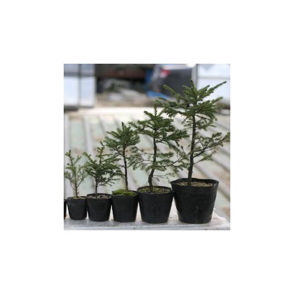 赤蝦夷松は、北海道〜岩手県の早池峰山、サハリンなどに分布するマツで、同じく北海道産のエゾマツよりも樹皮が赤味がかることからこの名前があります。盆栽や寄せ植えなどにすると素朴な魅力が活きます。庭植えにすると、大きく成長します。※掲載画像は大き...