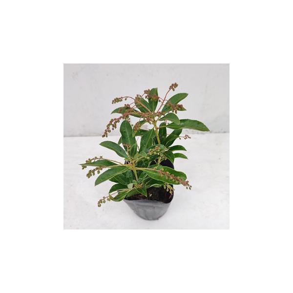 スズランのようなお花を咲かせる常緑低木。バーレバレンタインは花が濃い赤色に色付き花付がよく育てやすい常緑小低木です。分類 ツツジ科アセビ属開花期　2〜4月高さ 1〜2.5ｍ　（お届け時15〜25cm）耐寒性　強い