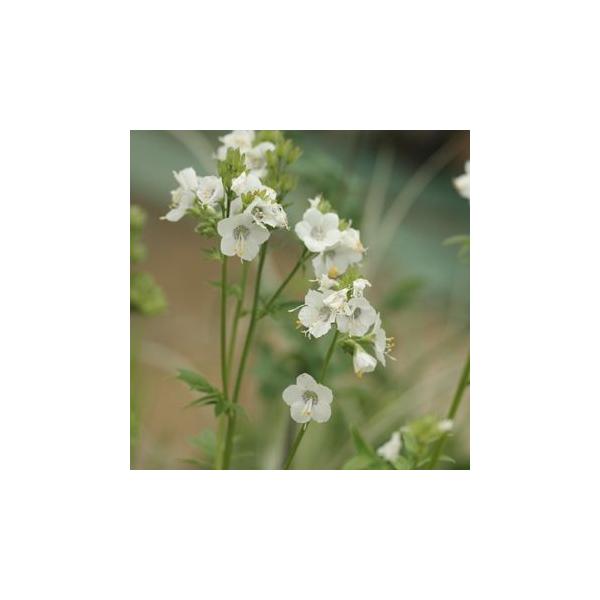 ハナシノブの白花です。初夏に白い花をたくさん咲かせ、洋風・和風どちらの庭にも良く合います。丈夫で育てやすい花です