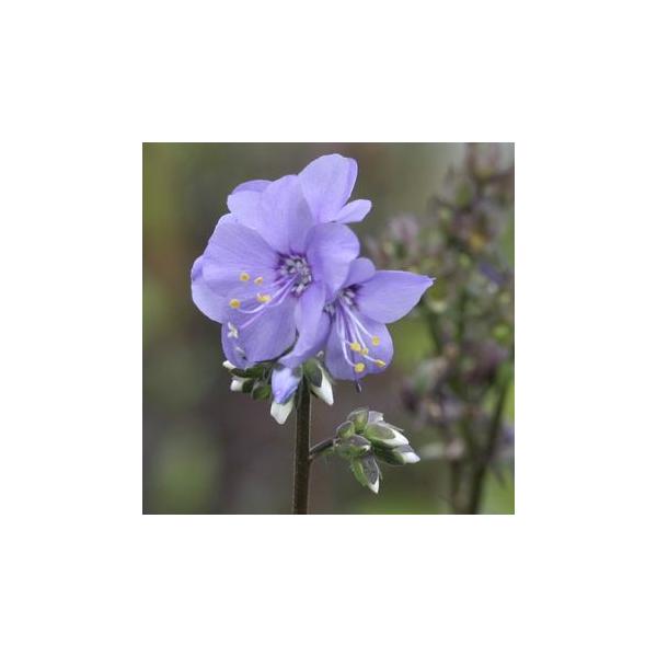 エゾハナシノブの園芸改良種で葉が銅葉がかるタイプです。丈夫で育てやすい花です。