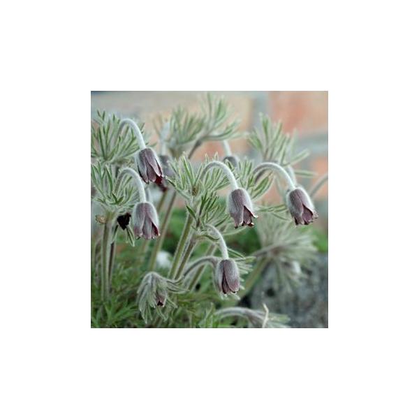 花びらは渋い赤色で、全開せずにうつむいて咲きます。広く販売されている「西洋オキナグサ」に対して、「日本オキナグサ」という名前で販売されます。本州〜九州、朝鮮半島、中国に分布。