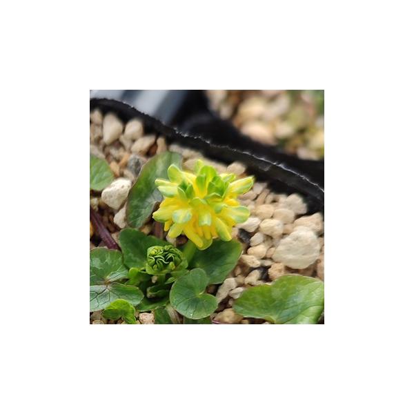 ヒメリュウキンカはイギリスやヨーロッパ大陸に分布しその多くが黄金色花を咲かせる早春の山野草です。小型のキンポウゲの仲間です。葉はハート形をしており葉模様のバリエーションも豊富です。光沢があり整った花弁が特徴の品種です。学名 Ranuncul...