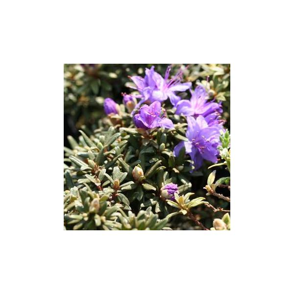 ラベンダー色の花が印象的な小型のシャクナゲです。細く小さな深緑色の葉には鱗片が入り、葉の裏は灰緑色です。良く分枝し、花つきも良いので、盆栽などに最適です。