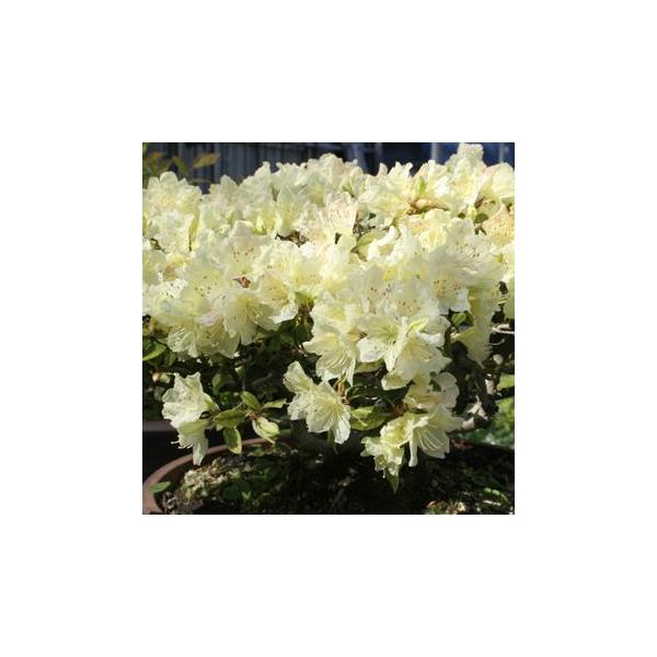 屋久島産のヒカゲツツジで、花色はクリーム色の常緑小低木です。盆栽などにおすすめです。