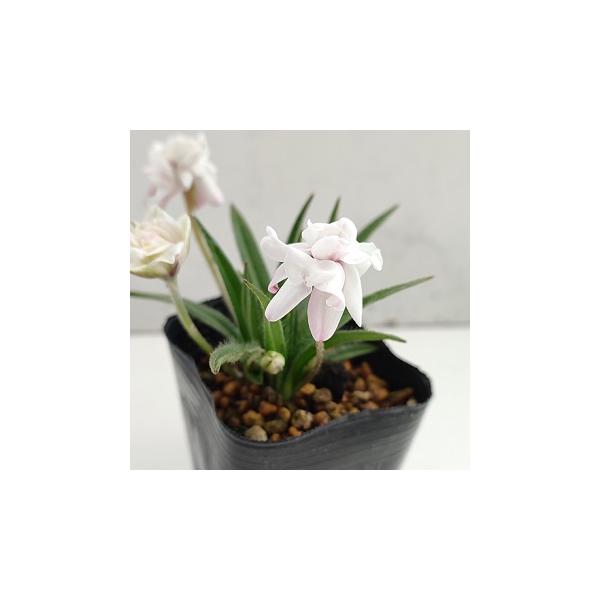 アッツザクラの園芸品種で、花は通常のアッツザクラよりも一回り小さく、細めの花弁に中央の黄色いシベとの組み合わせもかわいらしい。花色はローズレッド色で、適度に陽を当てて育てることで花色が綺麗に発色します。草丈が伸びず可愛らしい姿なので、山野草...