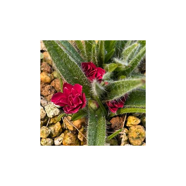 アッツザクラ「ルビーの輝き」は、濃赤色の小輪花を咲かせる八重咲き品種です。花の中央が黄色く可愛らしい。