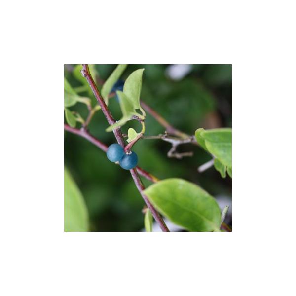 「瑠璃瓢箪（ルリビョウタン）」は、その名の通り、瑠璃色のヒョウタンのような実をつける落葉低木です。実が瓢箪状に見えるのは、一つの花に子房が2つあるため、2つの実が並ぶことから。実の色は瑠璃色〜黒へと変化します。小品盆栽にするとかわいらしいで...