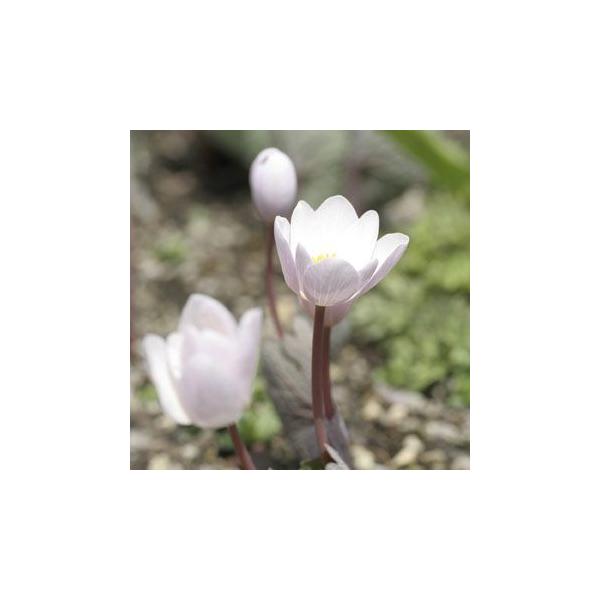 サンギナリアは北米東部原産の春一番に花を咲かせる植物で、つぼみが葉にくるまれた柏餅のような姿で芽を出し、春の日差しを浴びて開花します。根や茎を切ると赤い血のような汁がでる事から「ブラッドルート」とも呼ばれます。こちらは珍しい桃花タイプで、花...