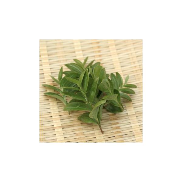 ヒメイズイは、春にアマドコロに似た白い花を吊り下げて咲かせるユリ科の多年草で、芽出しの軟らかい葉は、食用になります。北海道〜本州中部以北、九州、朝鮮半島、千島、樺太、シベリア、中国北東部に自生します。ロックガーデンや花壇、鉢植えに向きます。