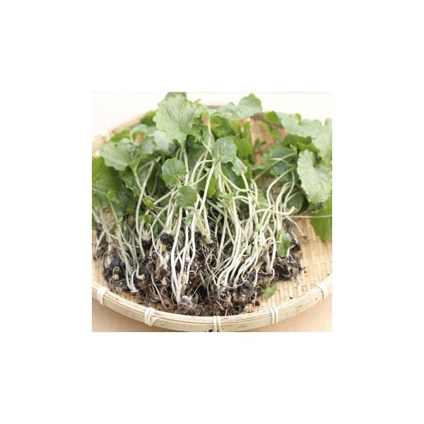 本ワサビのような太い根にはならず、葉や茎を食べるタイプのワサビです。爽やかな辛味がサラダに良く合います。根は小さなゆり根状になることから、別名「ユリワサビ」と呼ばれます。シニグリン・アリルイソチアナートなどを含みます。