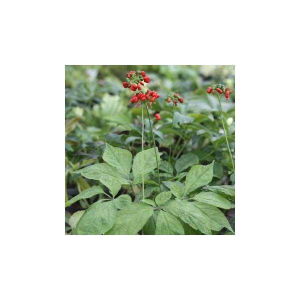 朝鮮人参は昔から薬草として利用されてきた植物です。別名「オタネニンジン」。江戸時代に幕府が各藩に種を送ったことから「御種人参」と呼ばれるようになりました。「高麗人参」とも呼ばれます。主要成分はジンセノサイド（サポニン群）。花はあまり目立ちま...