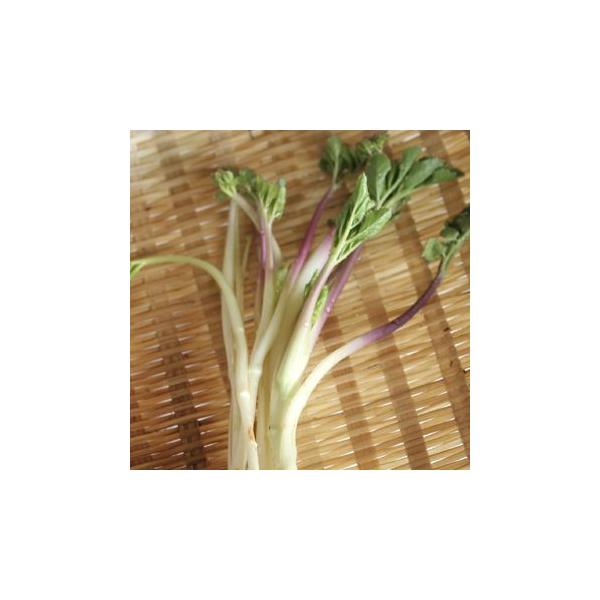 「浜防風（はまぼうふう）」という名前の由来は、中国の「防風」という生薬に似ていることからつけられた名前で、日本各地の海岸の砂浜に生えるセリ科の多年草です。別名「ハマゴボウ」という名前のとおり、掘り上げると、地中にゴボウのような長い根が伸びて...