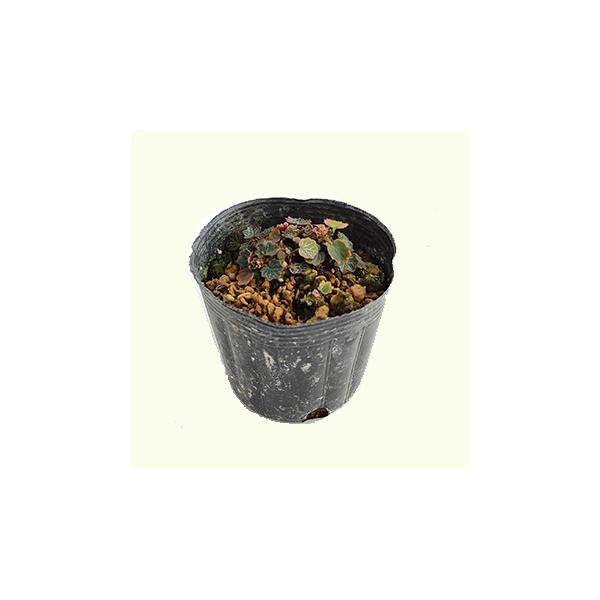 ユキノシタは日本全国の林床の湿った場所に自生するユキノシタ科の多年草です。ヤクシマユキノシタはコンパクトで全体的に小柄なユキノシタで小品盆栽や寄せ植素材に適した品種です。