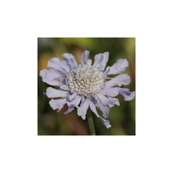 「マツムシソウは、夏〜秋にかけて、薄紫色の花を咲かせ、風に揺れる姿が趣きのある越年草です。花の名前の由来は松虫の鳴く頃に咲くことから。葉は羽状に切れ込みが入りオミナエシに似ています。日本の山地に自生します。越年草または2年草。