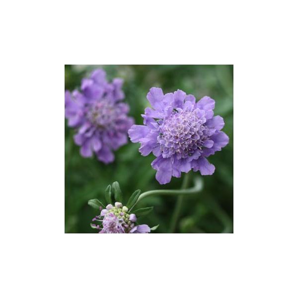 「蝦夷松虫草（エゾマツムシソウ）」は、マツムシソウの変種で、本州北部〜北海道に分布します。 マツムシソウとの違いは全体的に小ぶりである事、根出葉が羽状に深裂し、裂片は鋭くとがる事です。越年草または2年草。