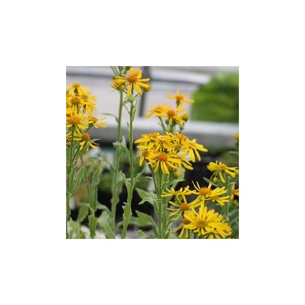 日本固有種で、群馬、埼玉県（秩父地方　二子山、叶山）の石灰岩地に自生しています。