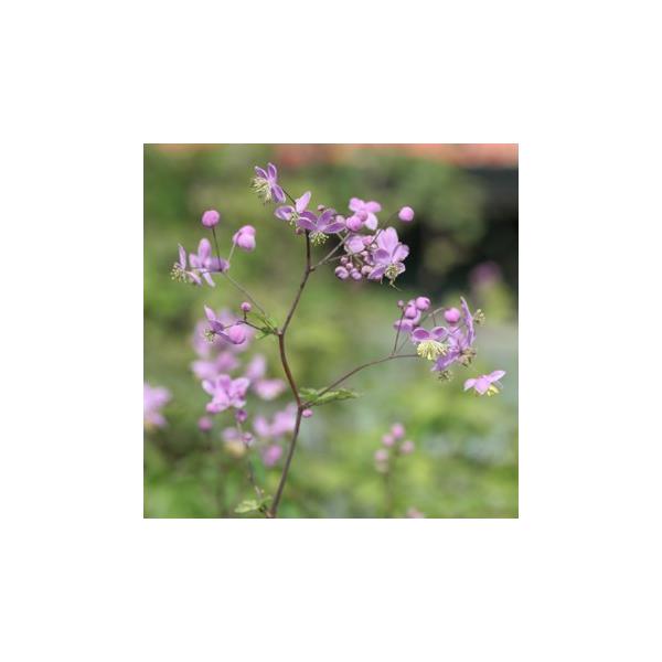 藤色に跳ね上がった花弁（に見えるけれども実はがく片）と、黄色のしべのコントラストがかわいい花です。タリクトラム・デラバイ（雲南シキンカラマツ）に比べ、花茎が太く、しっかりした印象です。本州（福島、群馬、長野県）の山地の林縁などに自生します。
