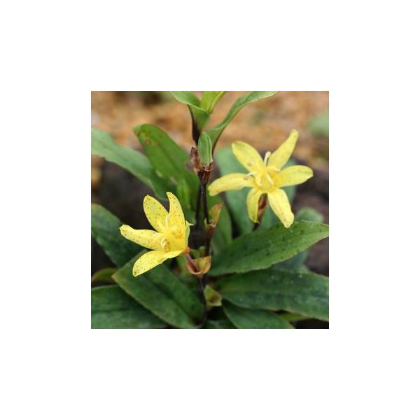 「キバナホトトギス」は宮崎県に分布する黄色い花を咲かせるホトトギスです。シェードガーデンや、鉢植えに最適の秋の花です。