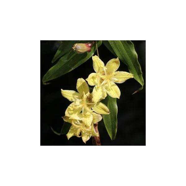 「黄花の突抜杜鵑草」は、キイジョウロウホトトギスなどのように、葉が垂れ下がるタイプのホトトギスで、花は上向きに開いて咲きます。「ツキヌキ」という名前の由来は、茎が葉の付け根を貫通している姿からきています。宮崎県尾鈴山特産のホトトギスです。