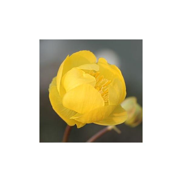 セイヨウキンバイは、花は黄色で、ころんと丸い花びらが半開します。英名のGlobeflowerはこの丸い花の形をグローブに見立てたものです。ヨーロッパ、コーカサス、北アメリカなどが原産のキンバイソウの仲間です。学名・トロリウス・ユーロパエウス。