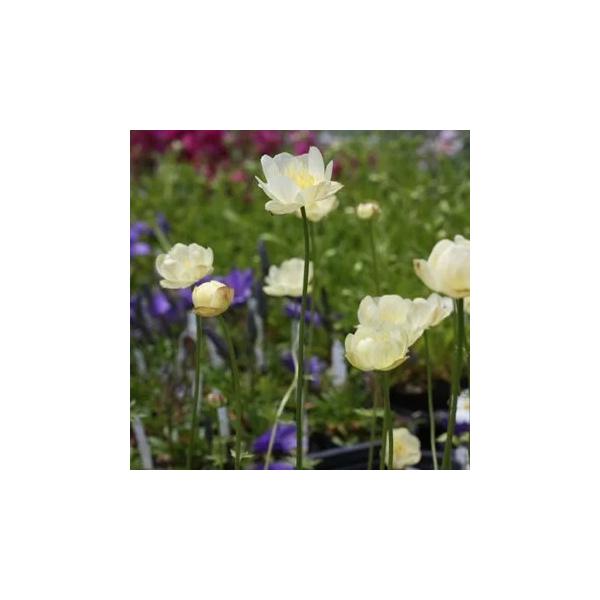 トロリウス「ニュームーン」は、透けるようなクリーム色の花を咲かせる品種で、よく似た品種「アラバスター」よりも大輪でたくさんの花を咲かせます。ナチュラルガーデンや切り花におすすめです。学名 Trollius x cultorum 'New M...