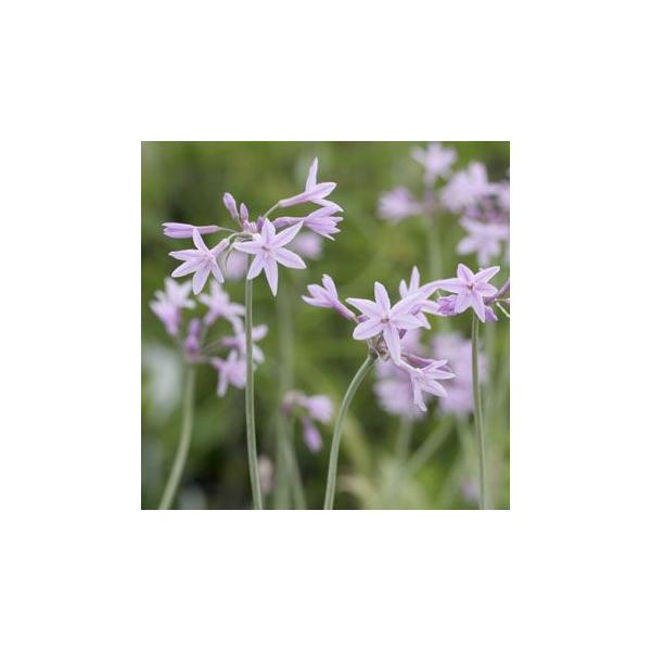 ツルバキア・ビオラセアは南アフリカ原産のネギ科の植物です。育てやすく四季咲きなので花壇や鉢植えに最適です。こちらは白い覆輪の入るタイプなので、カラーリーフとしても楽しめます。