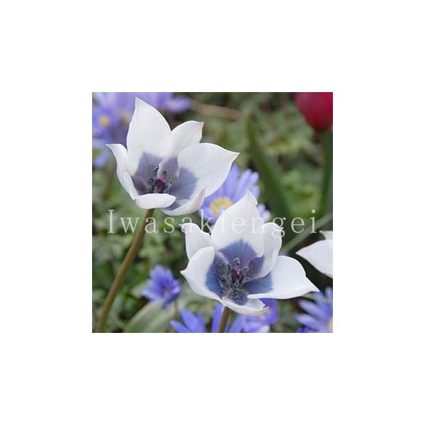 フミリスはシリア、レバノン、パレスチナ、トルコ、イランなどの中東を中心に広く分布する原種のチュリーップです。フミリス種は花色に広くバリエーションがあり様々な変色した花を咲かせます。このアルバ コエルレア オクラータは1900年初頭にイランで...