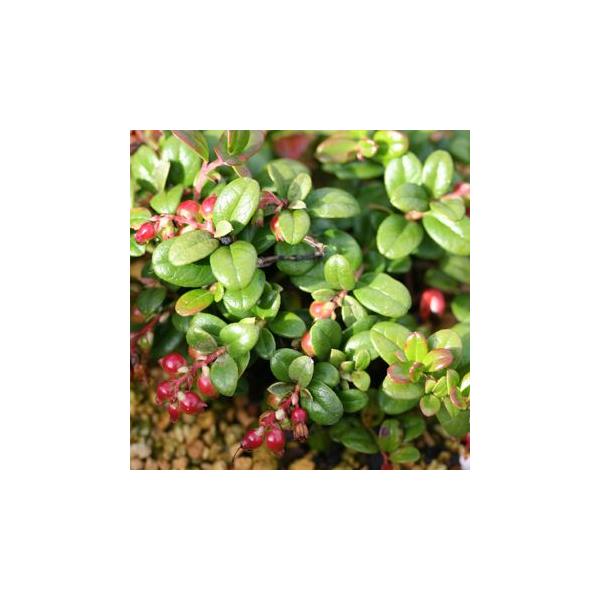 道東の亜高山帯から高山帯の林縁、草地、レキ地に生える常緑小低木です。夏ごろに赤い実がたくさんつきかわいらしいので鉢植え、寄せ植えのアクセントに用いてもとても良いです。コケモモの実は「フレップ」とも呼ばれ、ジャムなどにして食べることが出来ます...