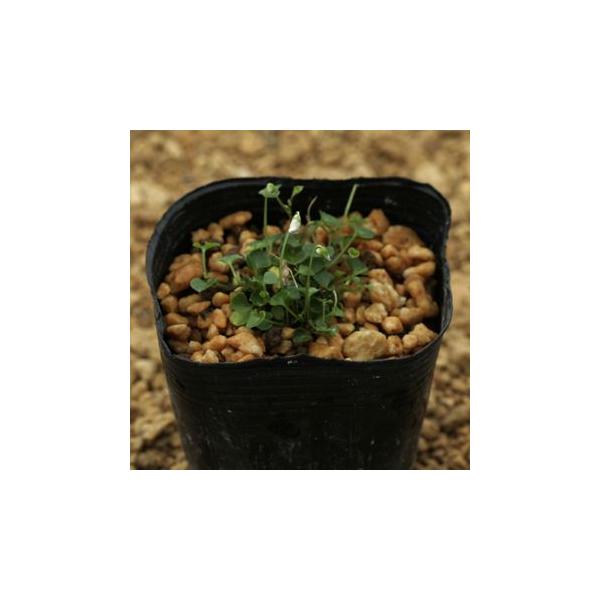 「苔菫（こけすみれ）」は屋久島の高層湿原に生えるスミレの仲間で、全体的にとても小さくかわいらしい。