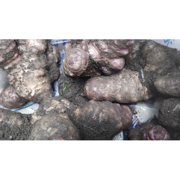 【奈良県産・農薬不使用】手掘り菊芋（無選別・送料無料）奈良県大和郡山の自社農場にて、一株ずつ丁寧に手掘りした自慢の菊芋です。種芋としてもご使用いただけます。出荷は大阪市■保存方法と目安皮が薄く乾燥しやすいため、適切な保存がおすすめです。・冷...