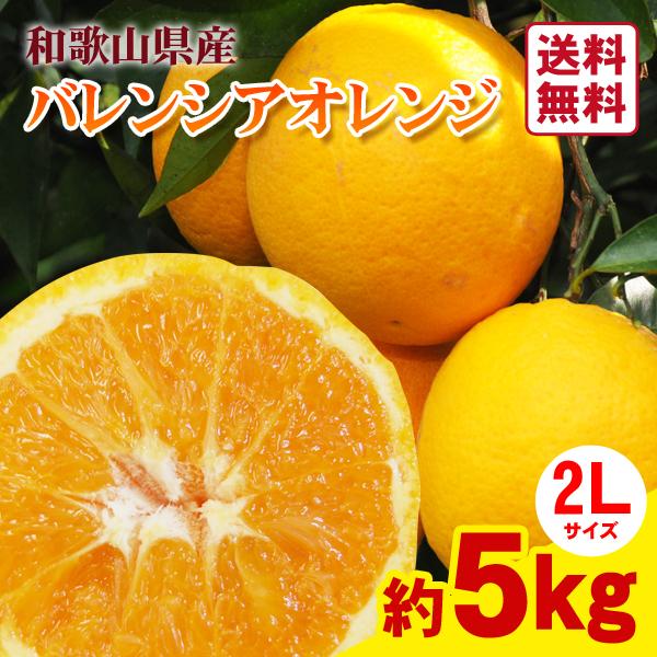 ●バレンシアオレンジ 2Lサイズ 約5kg●希少な国産オレンジスイートオレンジの中でも特に有名な「バレンシアオレンジ」ですが、多くは海外産。栽培が難しいなどの理由で日本ではほとんど栽培されていません。この時期だけ手に入る貴重な国産オレンジで...