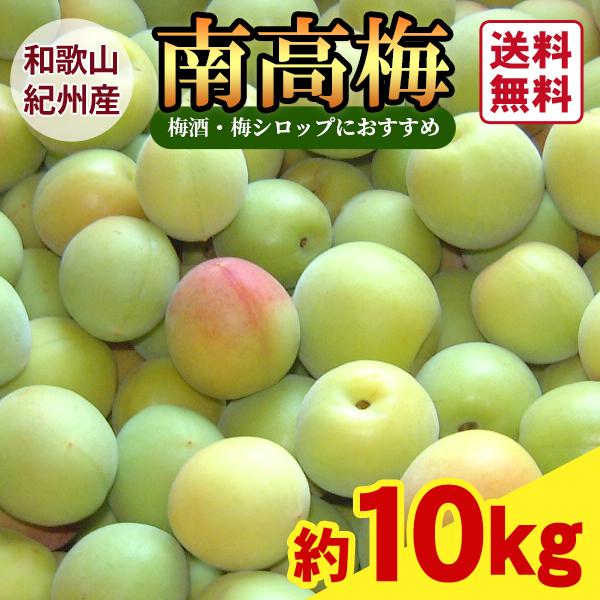 ●＜早め発送＞紀州産南高梅（2Lサイズ） 約10kg ●本場紀州の南高梅和歌山県の本場「紀州」より、紀州産南高梅を産地直送でお届けします。5月下旬ごろからの早め発送の南高梅は青めのものが多い傾向となります。梅酒や梅シロップ作りにおすすめです...