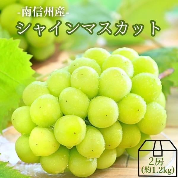 ・商品名シャインマスカット・産地長野県・内容量約1.2kg・入り数２房※房数指定不可・等級秀・発送時期９月中旬〜１０月上旬※お届け日の指定不可※天候により前後する場合があります・発送方法クール便（冷蔵）・保存方法涼しい場所で保管し、なるべく...