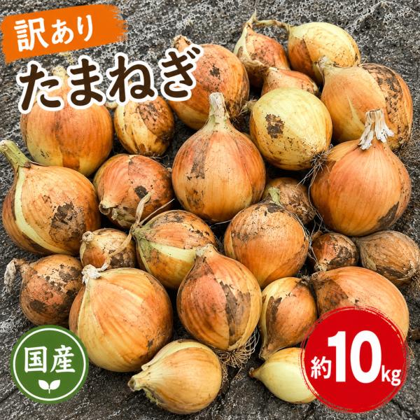 フードロス対策として考案した商品となります。大きさや形が歪なタマネギが含まれます。ご了承のうえ購入ください。