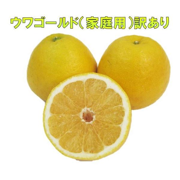 【発売日：2026年04月09日】　ウワゴールドは春から初夏にかけて収穫される黄色い柑橘です。　品種名は河内晩柑と言います。　酸味や苦味が強そうな見た目ですが、あまり強くなく、爽やかな甘さがあります。　召し上がる際は皮を剥いだり、半分にカッ...