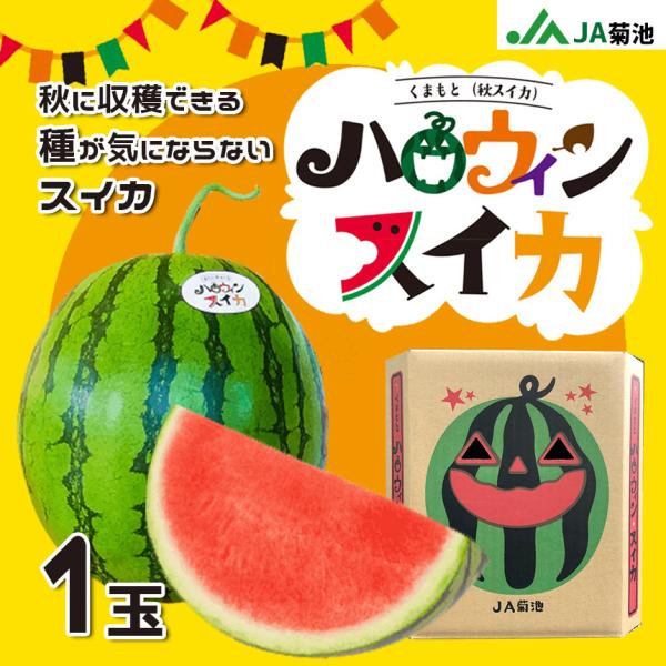 【発売日：2026年10月10日】JA菊池から産地直送！日本一のスイカ産地熊本から、珍しい秋スイカをお届けします。◆ハロウィンスイカとは　秋に収穫できる、種が気にならないスイカです！　＜ハロウィンスイカ３箇条＞　(1)種が気にならないスイカ...