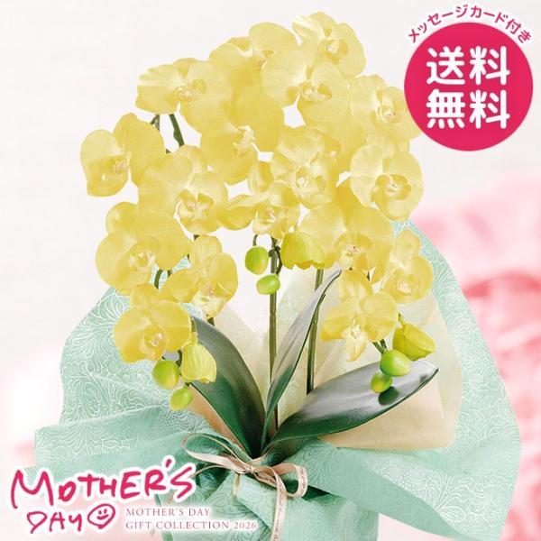 おしゃれでかわいい母の日ギフト・母の日プレゼント特集中！カーネーション バラ 薔薇 ばら ガーベラ 百合 ゆり チューリップ スイートピー ピンク レッド ホワイト ブルー イエロー 鉢植え 鉢植 花鉢 鉢花 和菓子 洋菓子 カステラ かす...