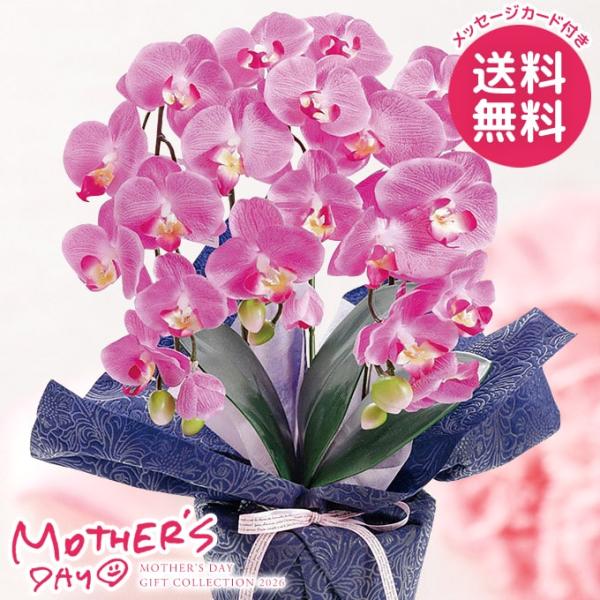 おしゃれでかわいい母の日ギフト・母の日プレゼント特集中！カーネーション バラ 薔薇 ばら ガーベラ 百合 ゆり チューリップ スイートピー ピンク レッド ホワイト ブルー イエロー 鉢植え 鉢植 花鉢 鉢花 和菓子 洋菓子 カステラ かす...